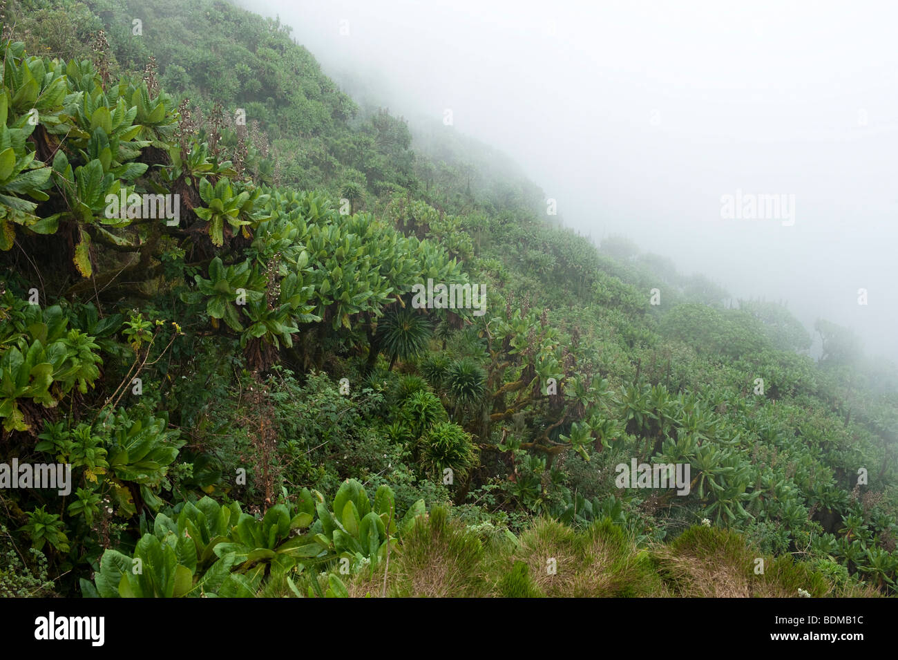 Mount bisoke hi-res stock photography and images - Alamy
