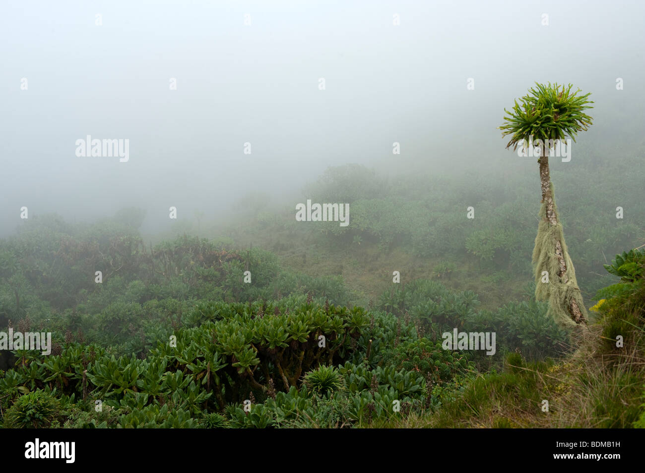 Bisoke crater on Mount Bisoke, Volcanoes National Park, Rwanda Stock ...