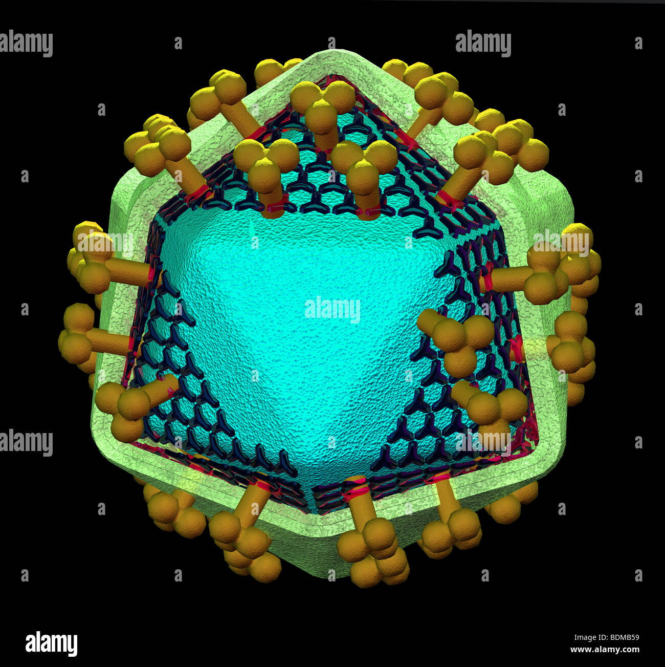 Aids Virus Model