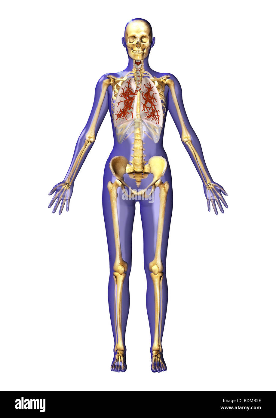 human anatomy illustration showing Stock Photo - Alamy
