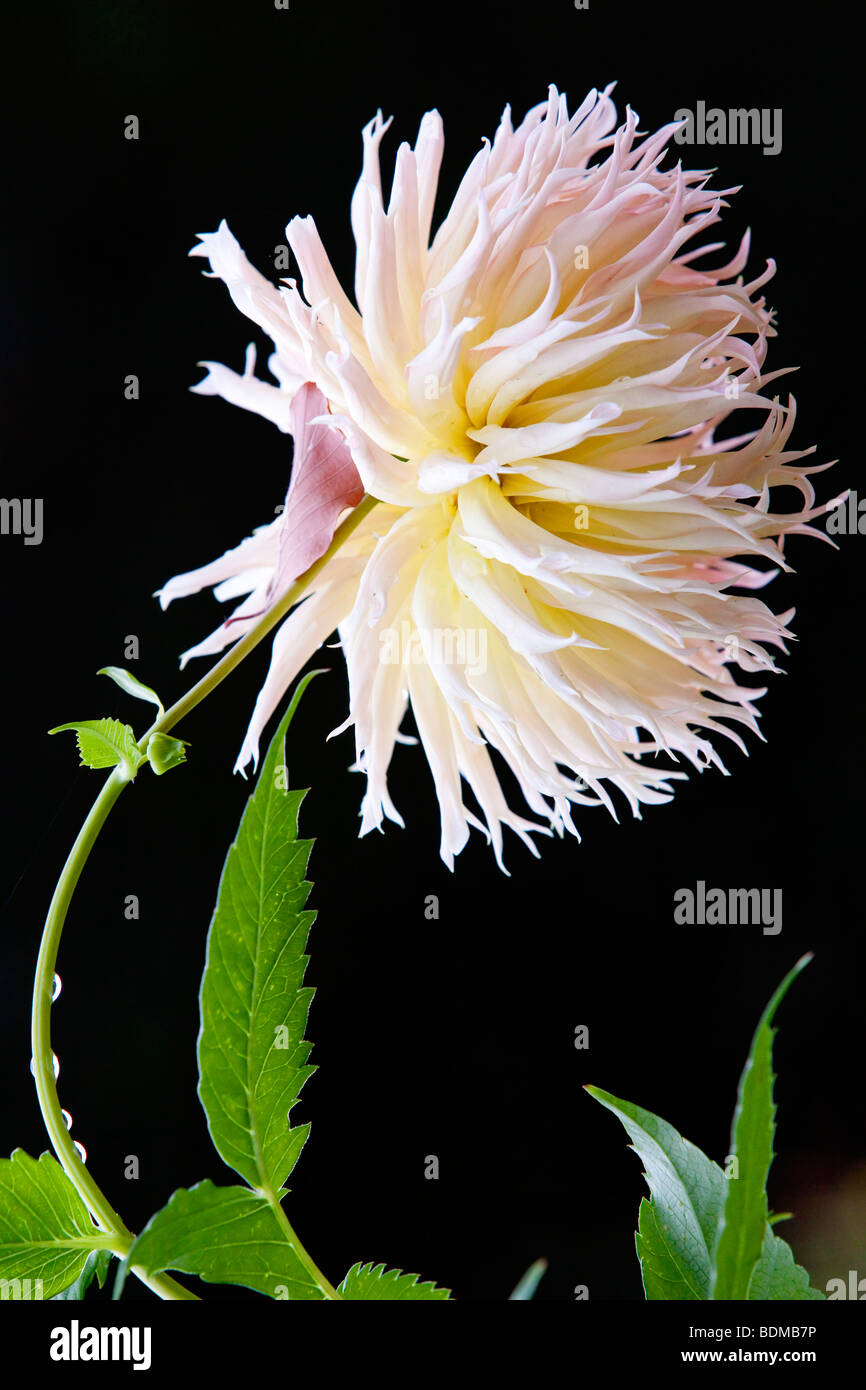 A pretty single flower against a black background Stock Photo - Alamy