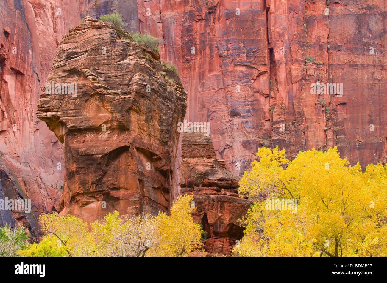Fall cottonwoods under the Alter and Pulpit rocks in Zion Canyon, Zion ...