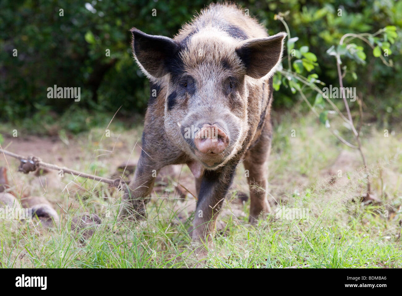 Pigs tusks hi-res stock photography and images - Alamy
