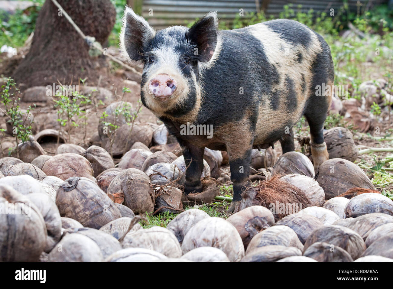 Pig tied with rope hi-res stock photography and images - Alamy