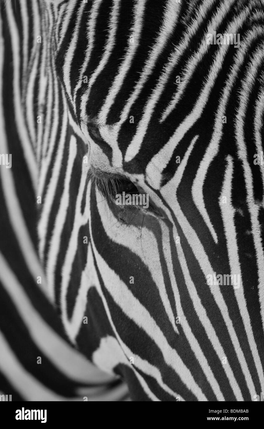 A Zebra profile close-up Stock Photo - Alamy