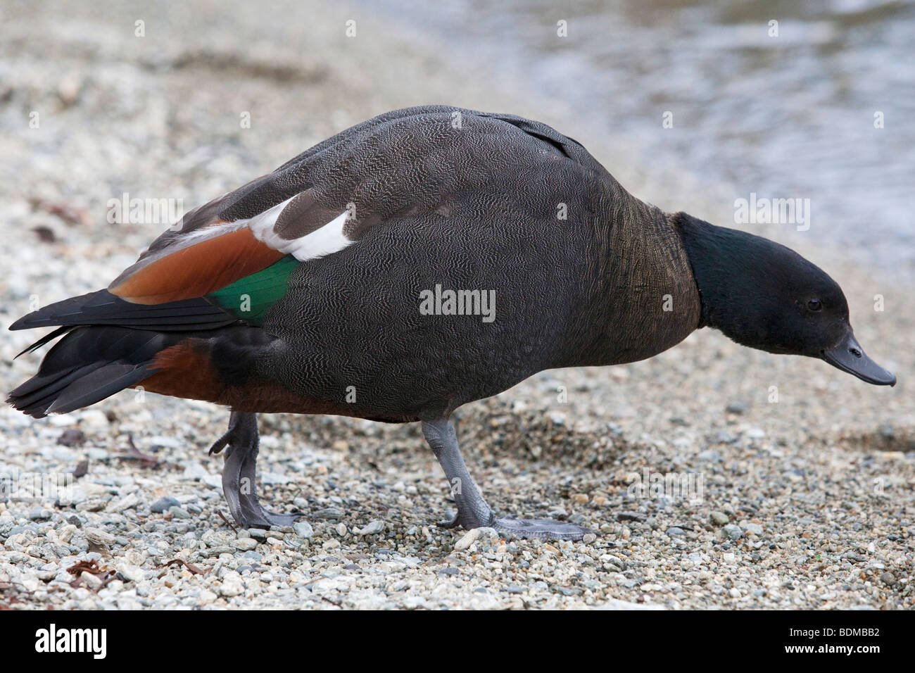 A portrait of a duck Stock Photo - Alamy