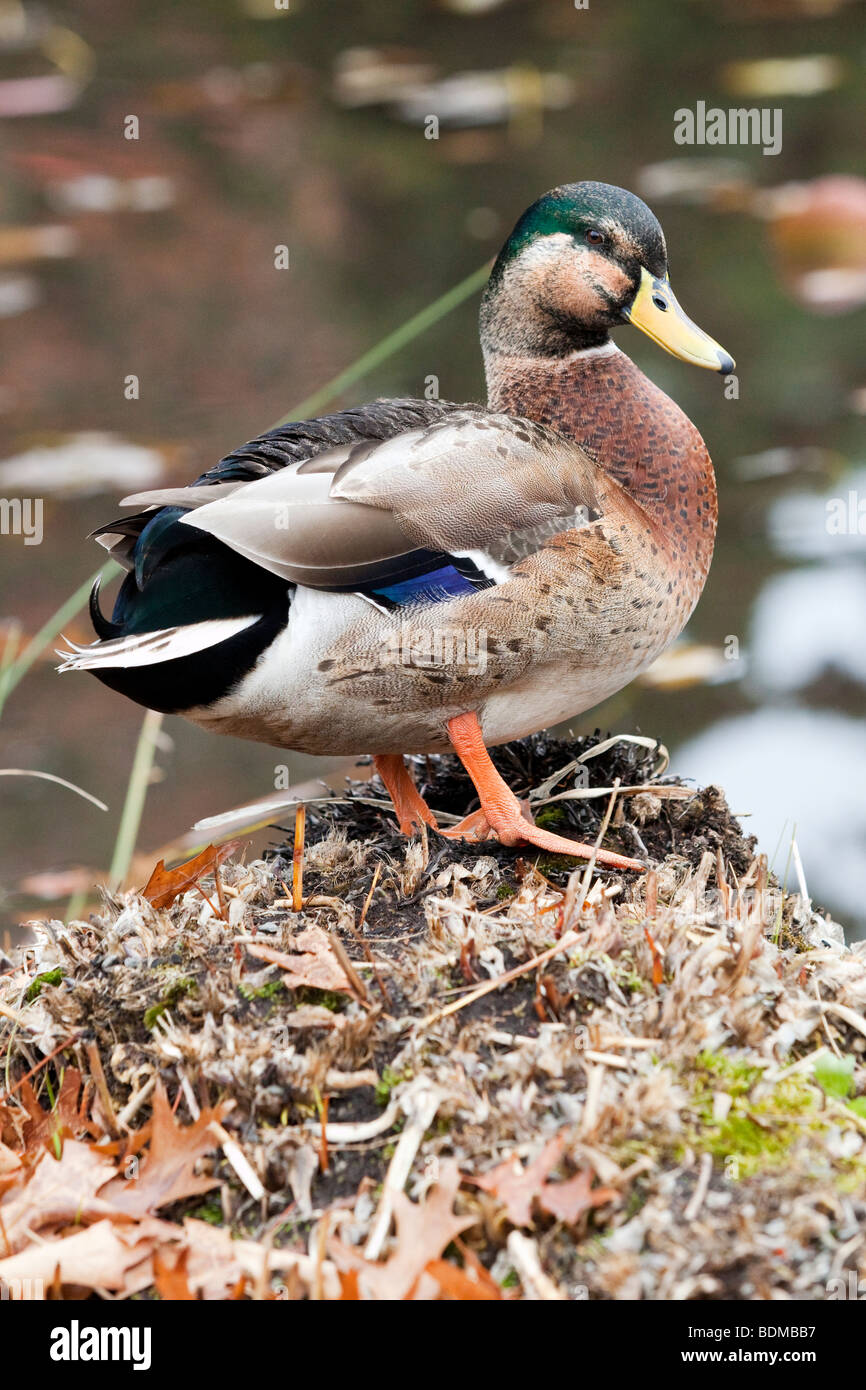 A portrait of a duck Stock Photo - Alamy
