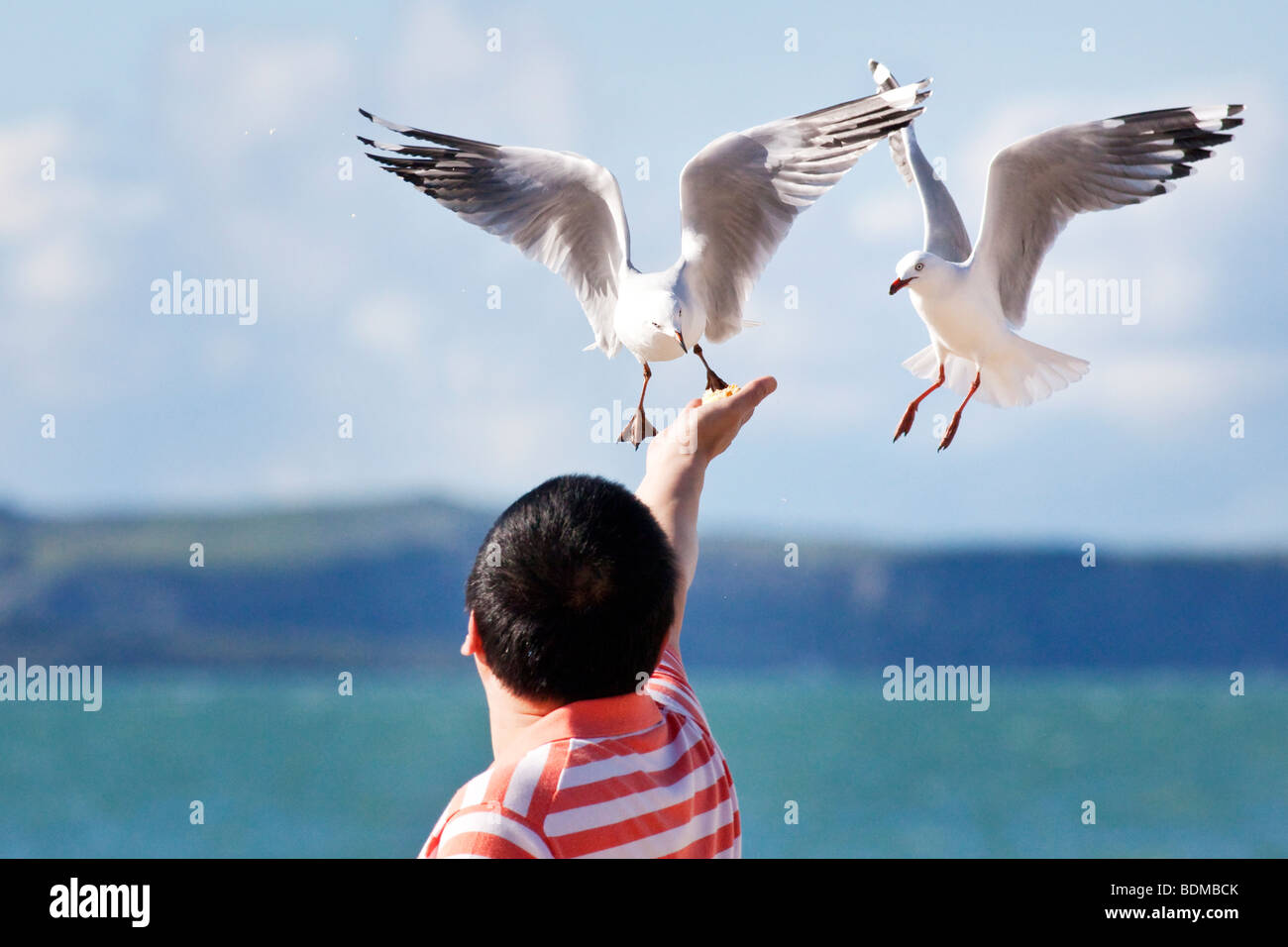 A man feeding seagulls from his hand in Auckland, New Zealand Stock ...
