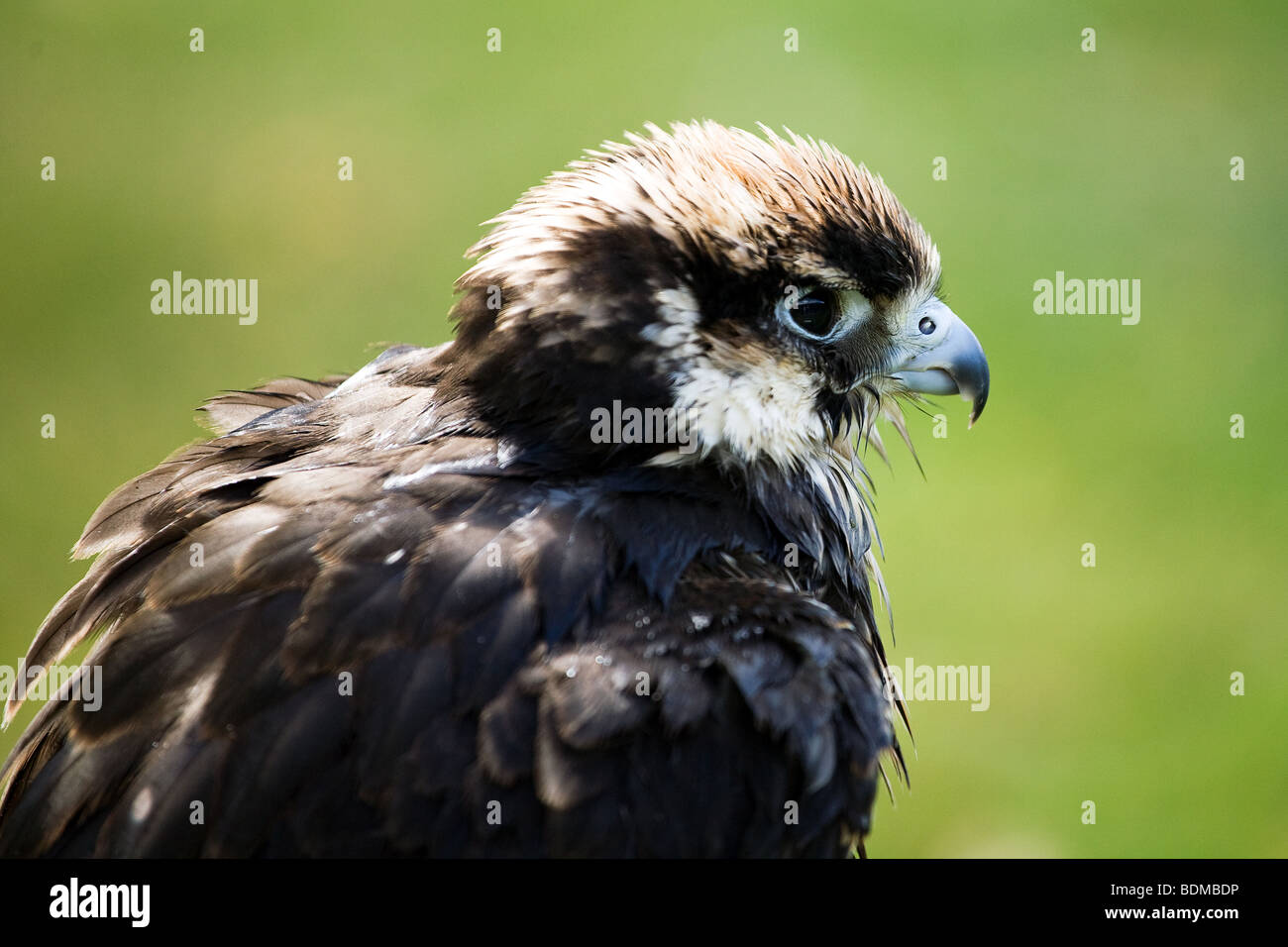 The Lanner Falcon (Falco biarmicus is a large bird of prey that breeds ...
