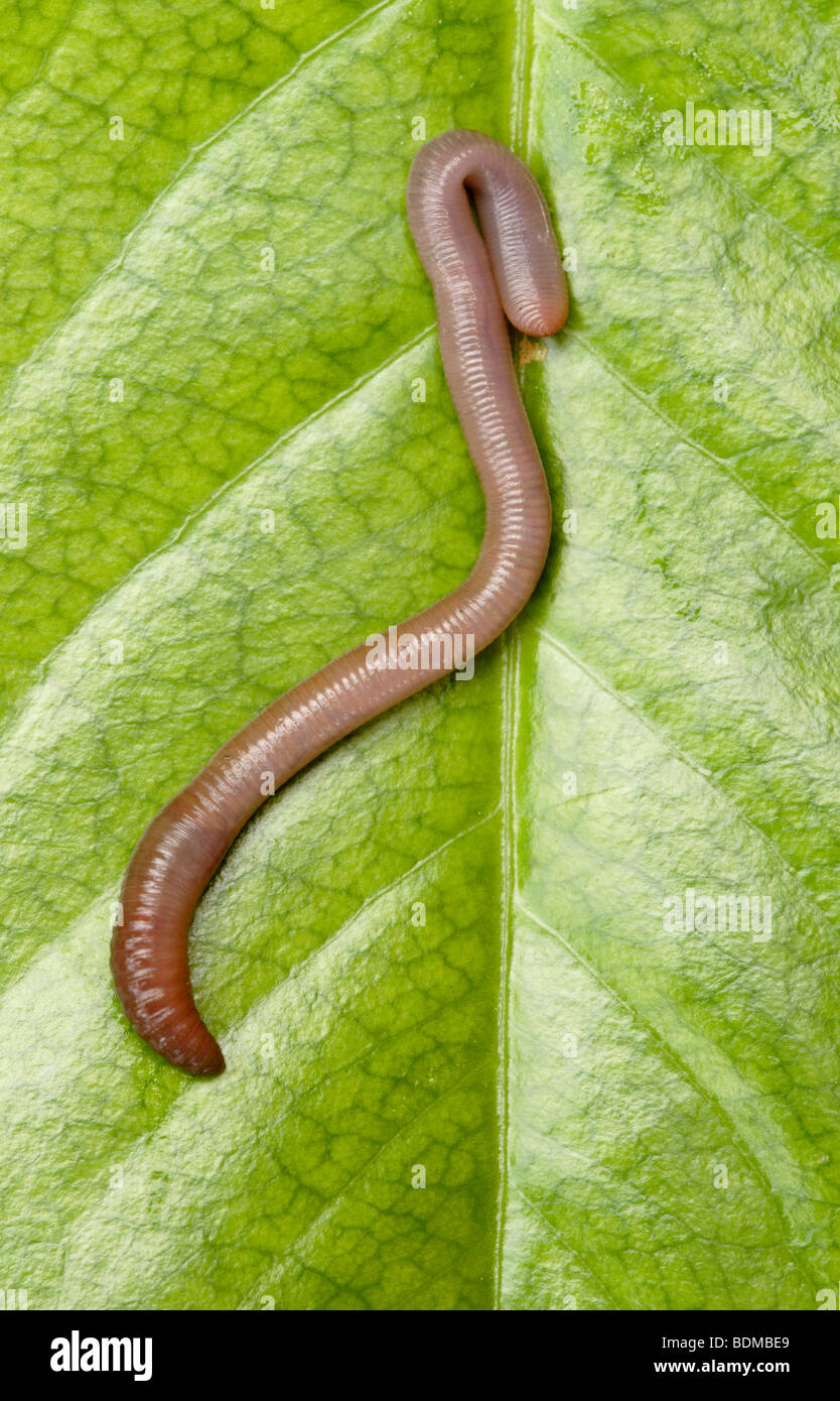 Earthworm hi-res stock photography and images - Alamy
