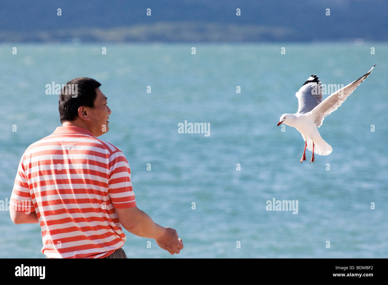 Man feeding seagulls hi-res stock photography and images - Alamy