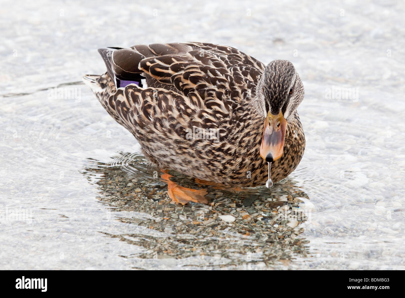 Dripping duck hi-res stock photography and images - Alamy