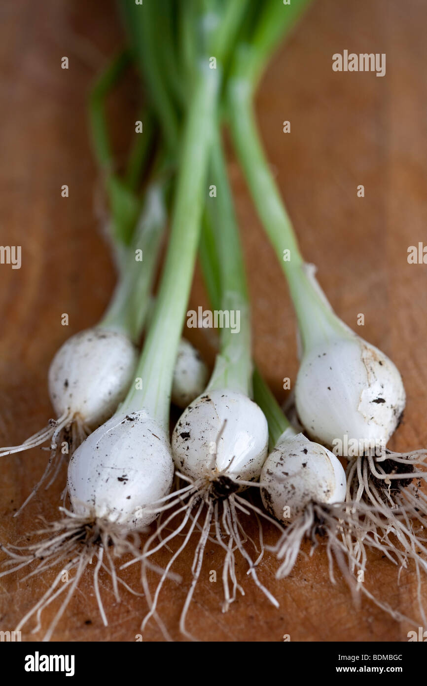 Homegrown Spring Onions Stock Photo - Alamy