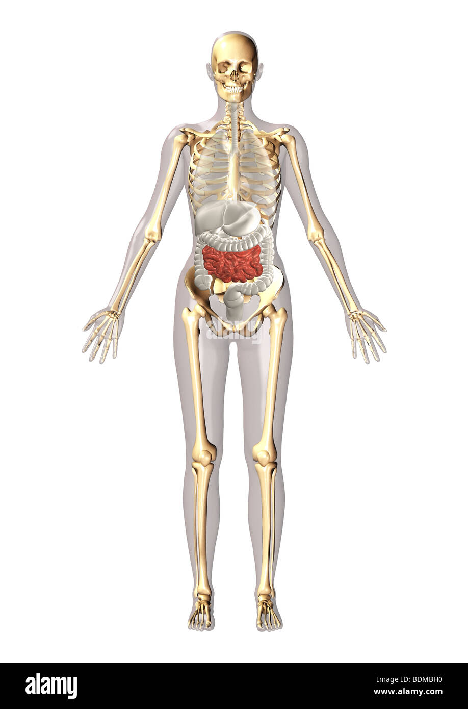human anatomy illustration showing Stock Photo - Alamy