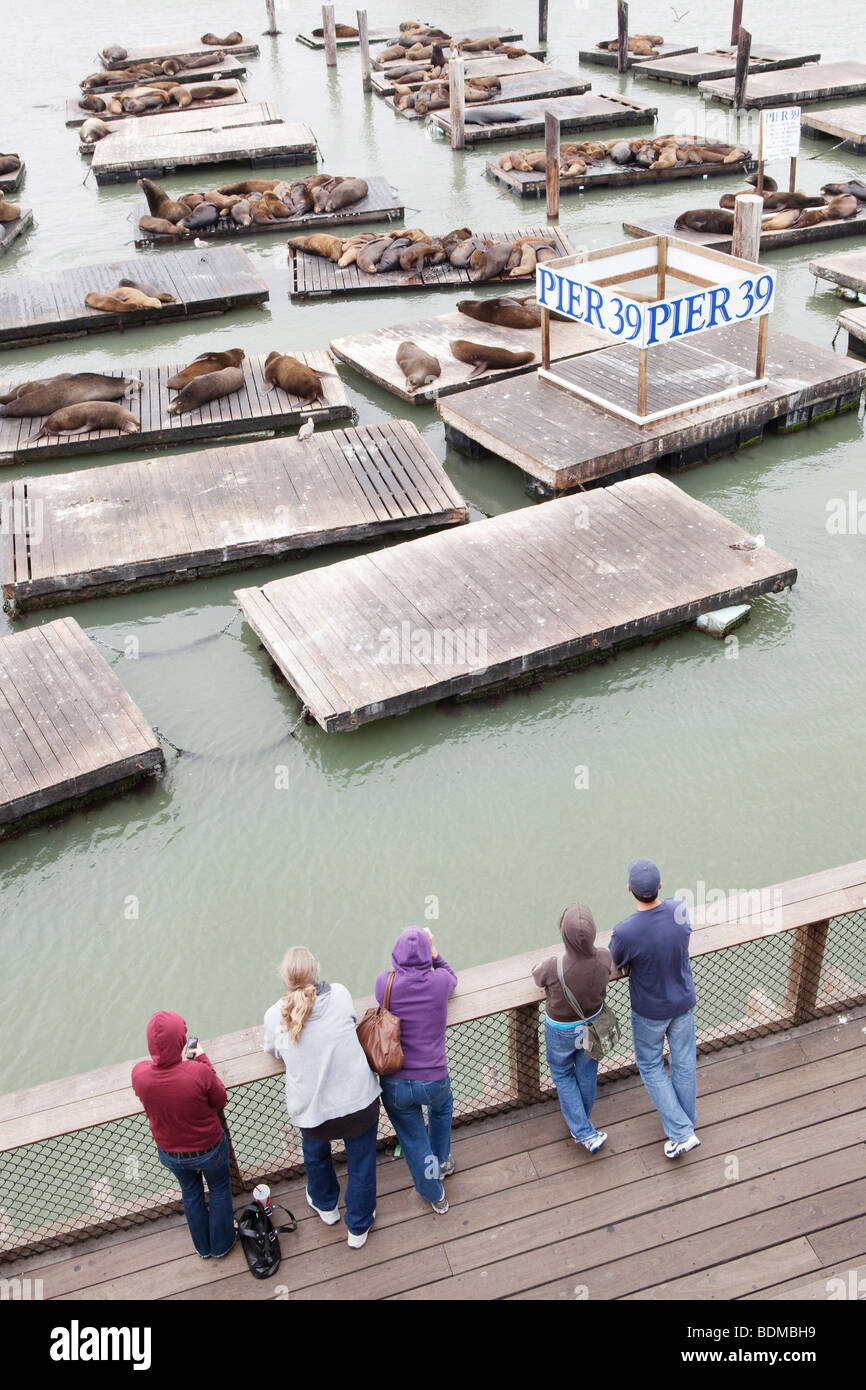 California sea lions on the docks at Pier 39 in San Francisco, USA ...