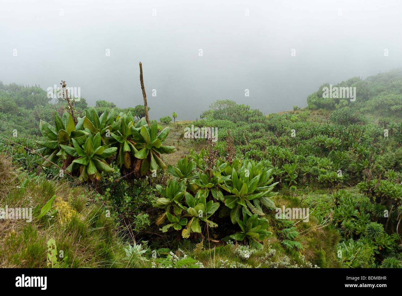 Bisoke crater on Mount Bisoke, Volcanoes National Park, Rwanda Stock ... Bisoke crater on Mount Bisoke, Volcanoes National Park, Rwanda Stock ...