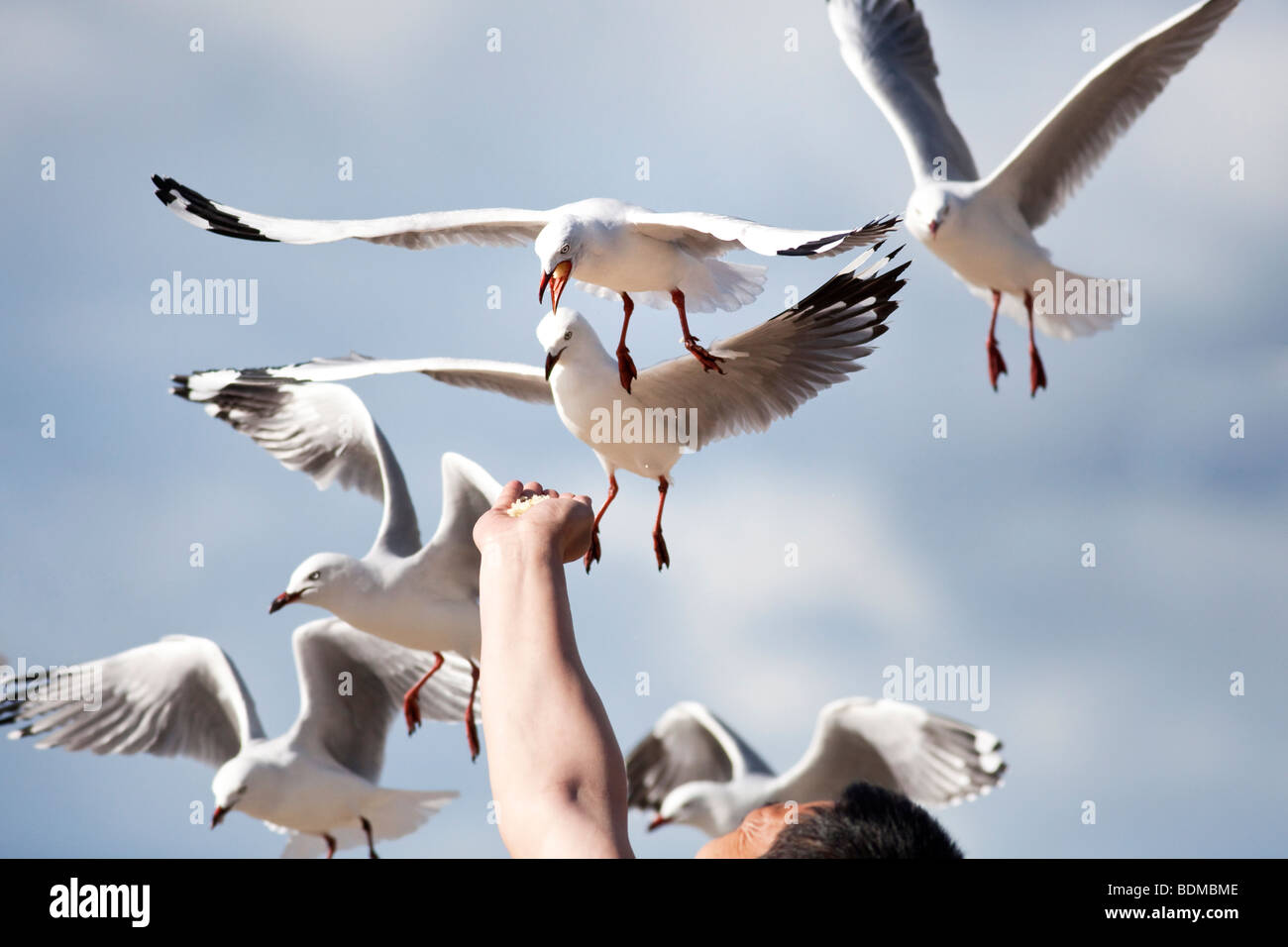 Man feeding seagulls hi-res stock photography and images - Alamy