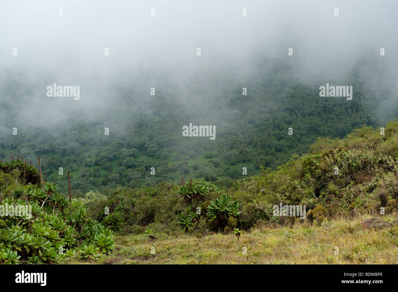 Mount Bisoke, Volcanoes National Park, Rwanda Stock Photo - Alamy