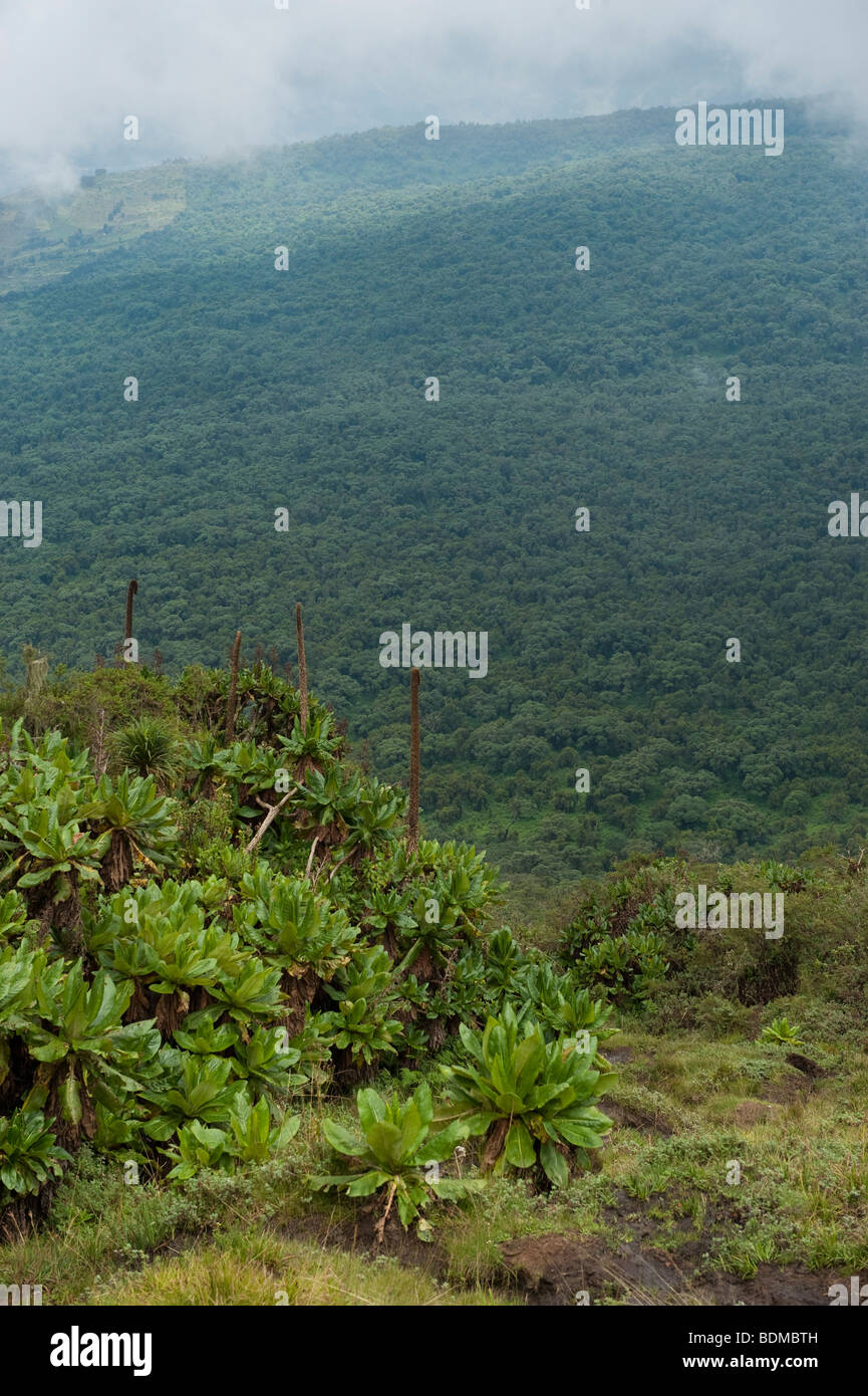 Mount Bisoke, Volcanoes National Park, Rwanda Stock Photo - Alamy