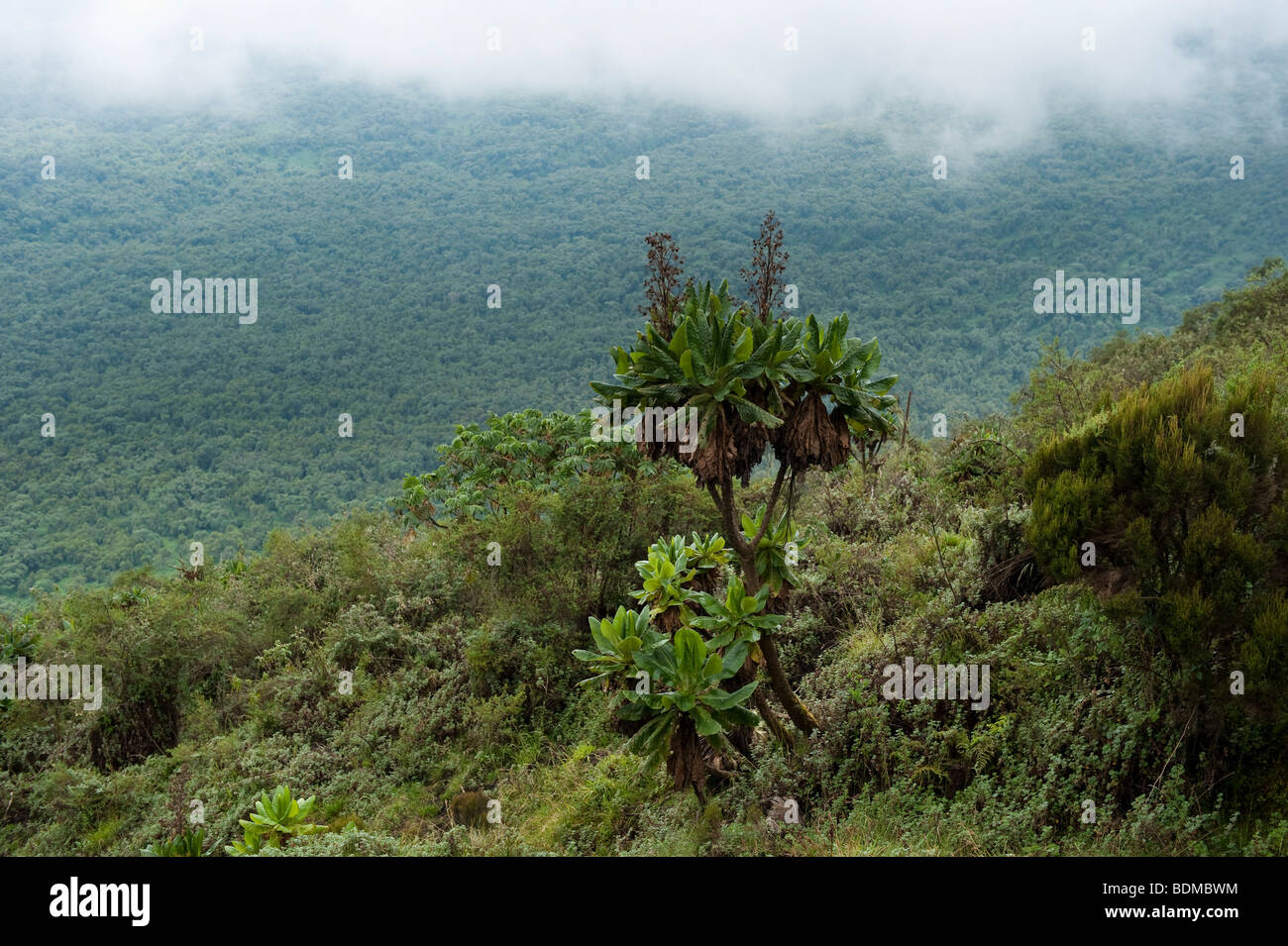 Mount Bisoke, Volcanoes National Park, Rwanda Stock Photo - Alamy