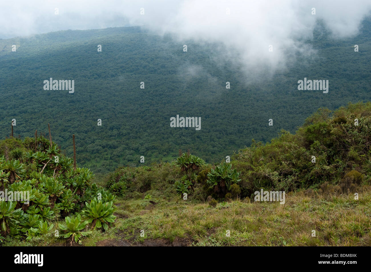 Mount Bisoke, Volcanoes National Park, Rwanda Stock Photo - Alamy