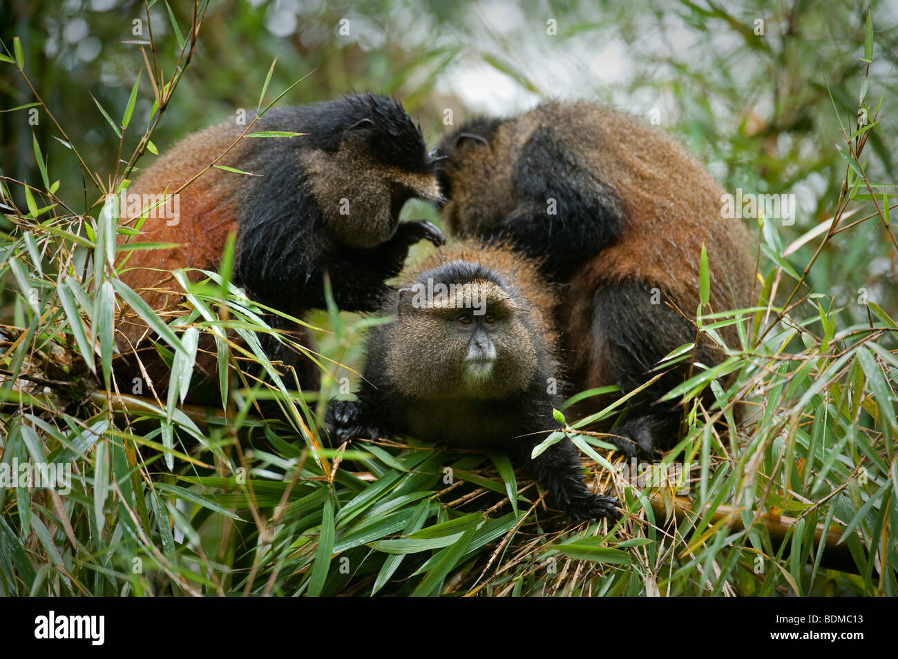 Golden monkey, Cercopithecus kandti, Volcanoes National Park, Rwanda ...