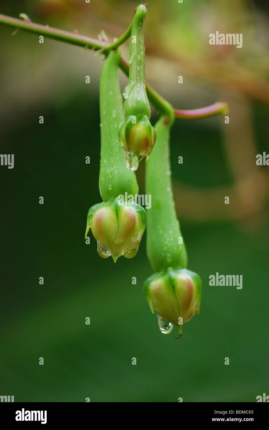 Brinjal agriculture hi-res stock photography and images - Alamy