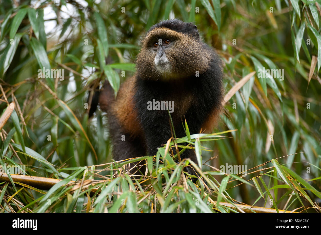 Golden monkey, Cercopithecus kandti, Volcanoes National Park, Rwanda ...