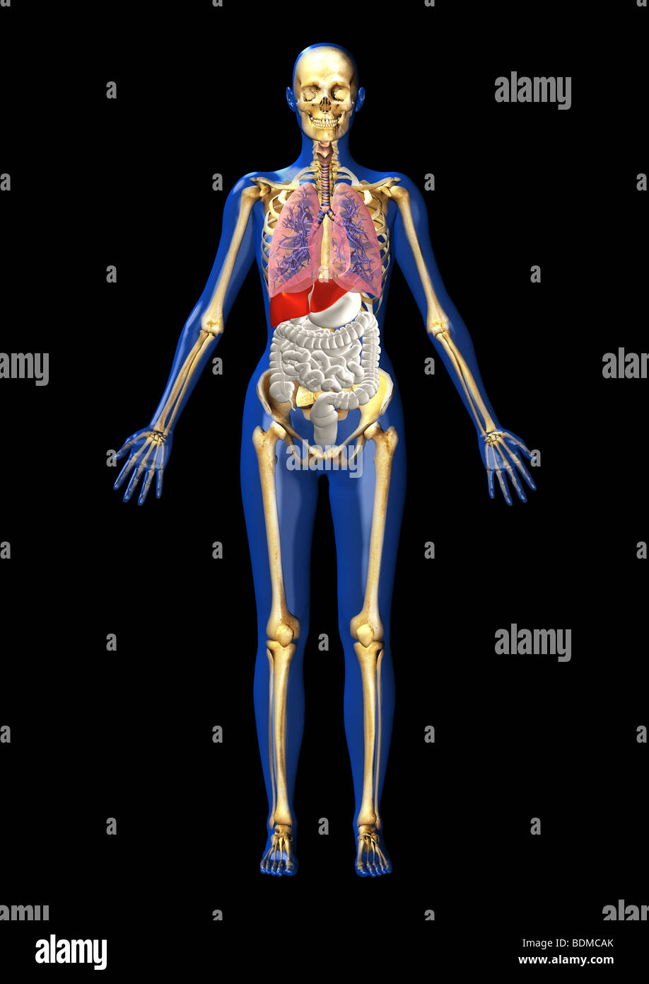 human anatomy illustration showing Stock Photo - Alamy