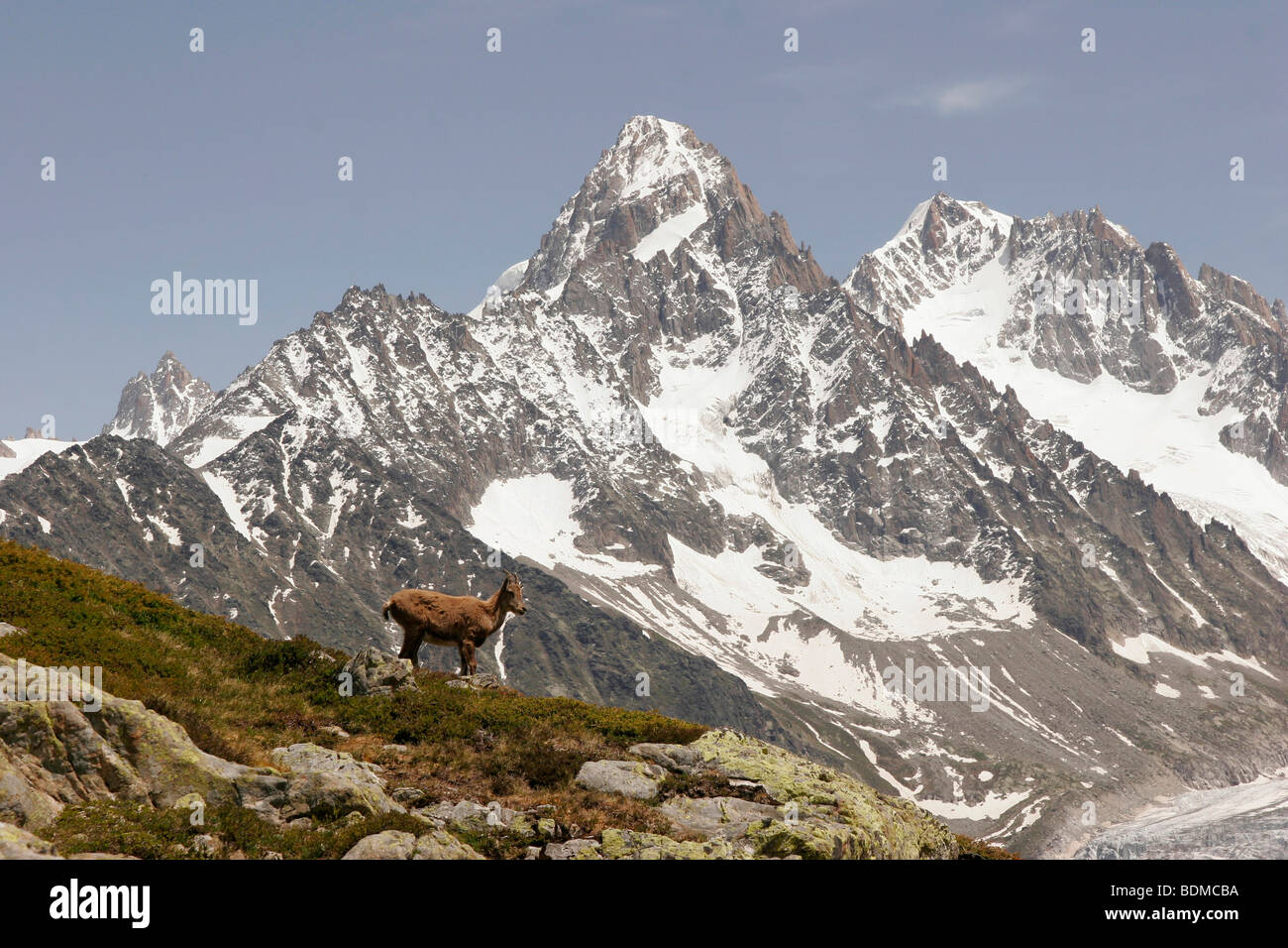 Young Alpine Ibex (Capra ibex) in the Mont Blanc Massif, near Chamonix ...