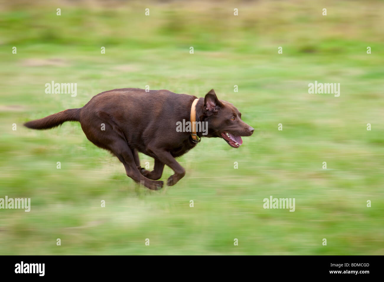 Chocolate Labrador Running Stock Photo - Alamy