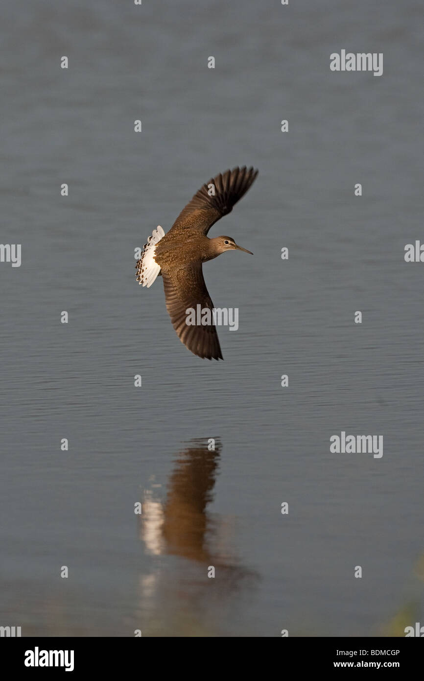 Green Sandpiper in Flight reflected in water Stock Photo - Alamy