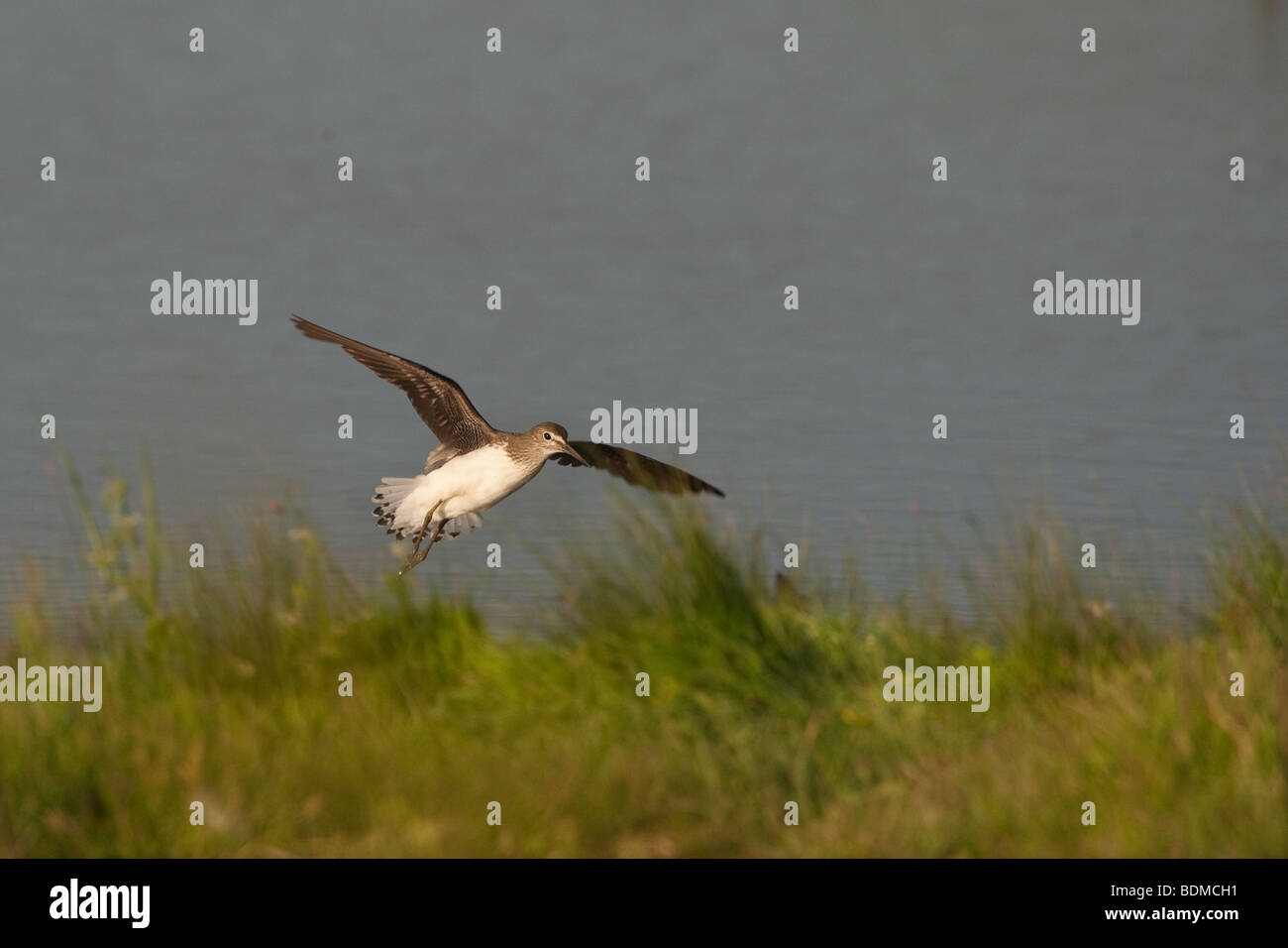 Green Sandpiper in Flight Stock Photo - Alamy