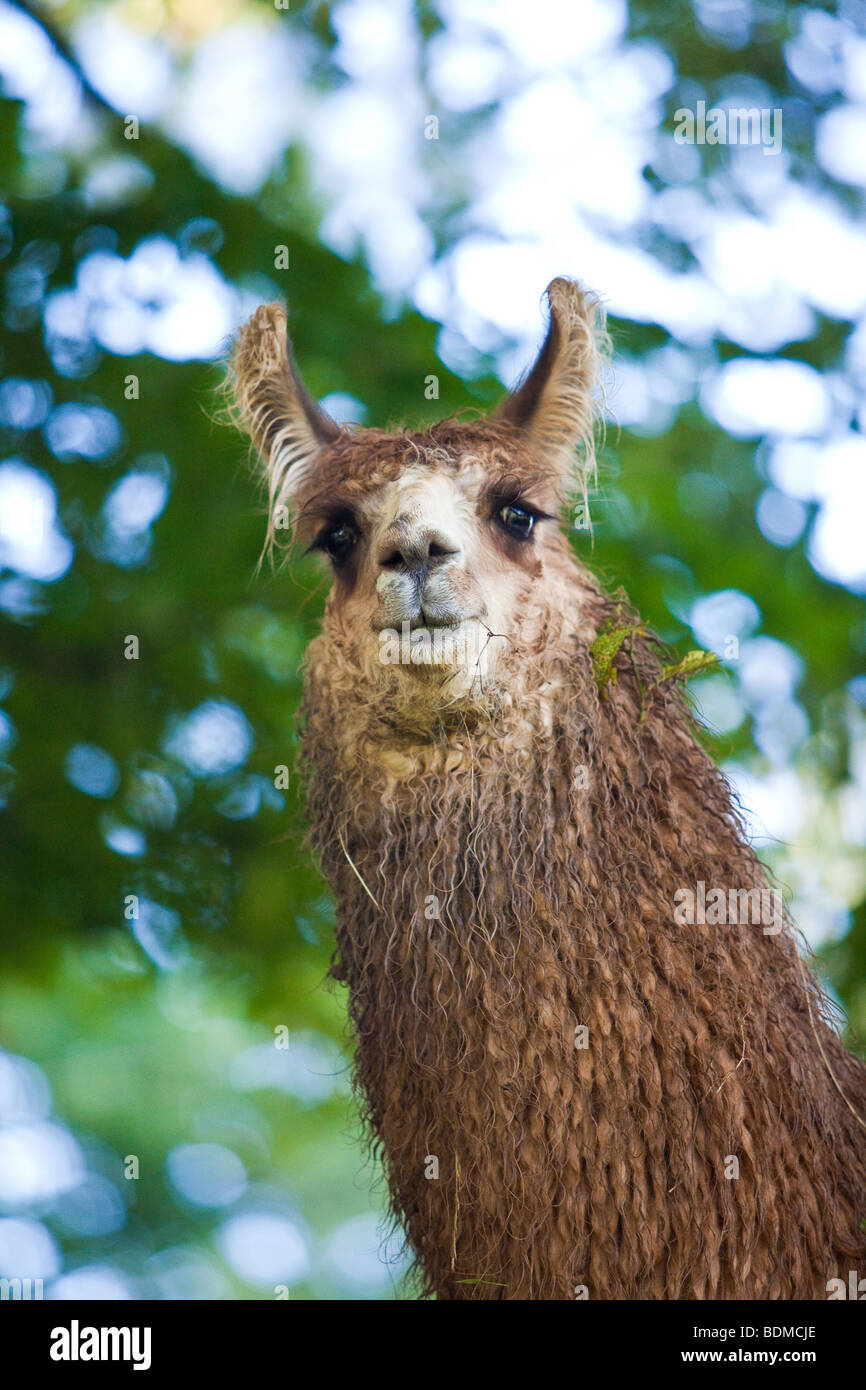 Llamas in the morning mist Brevard, NC in the Blue Ridge mountains of ...