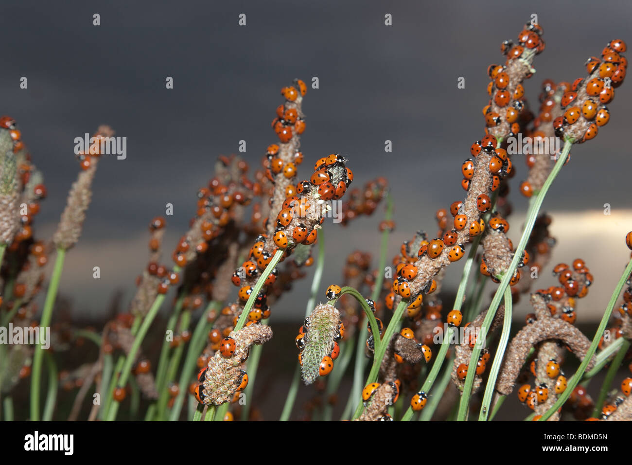 Ladybird swarm uk hi-res stock photography and images - Alamy
