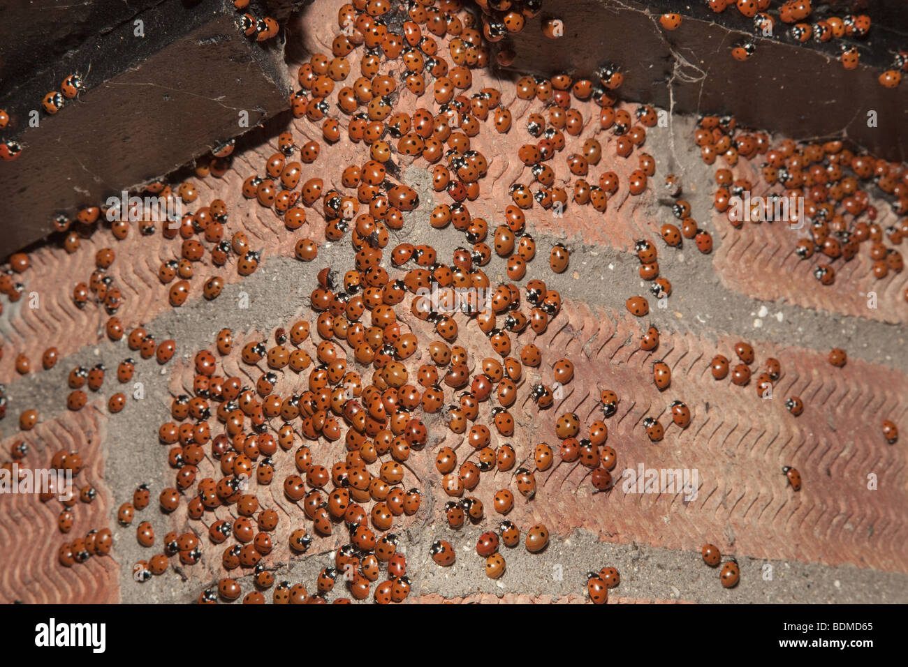 Ladybird beetles coccinellidae hi-res stock photography and images - Alamy
