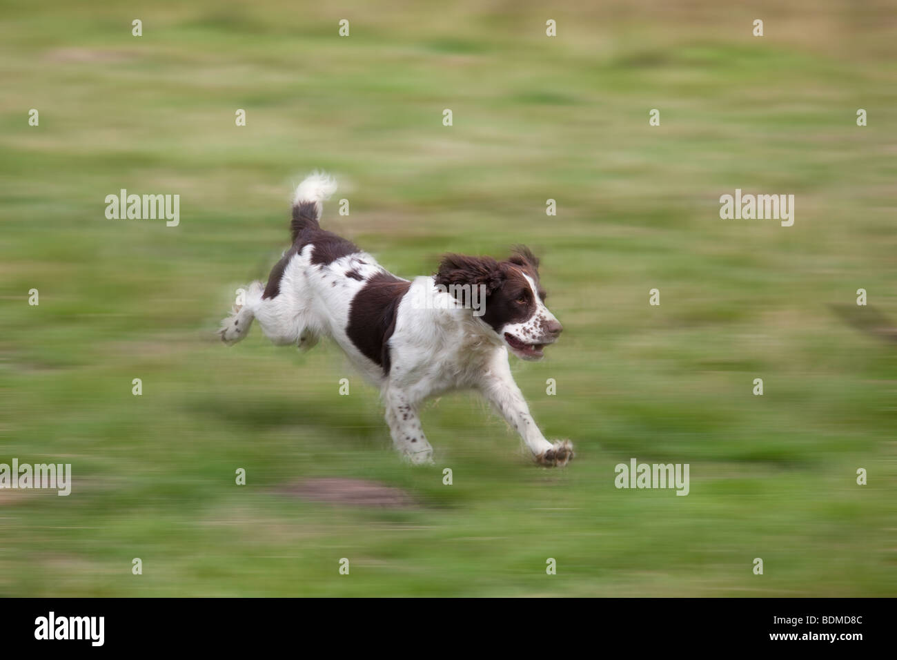 Working spaniel tail hi-res stock photography and images - Alamy