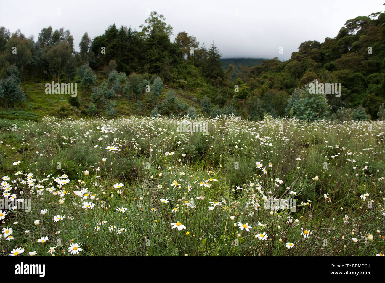 Volcanoes National Park, Rwanda Stock Photo - Alamy