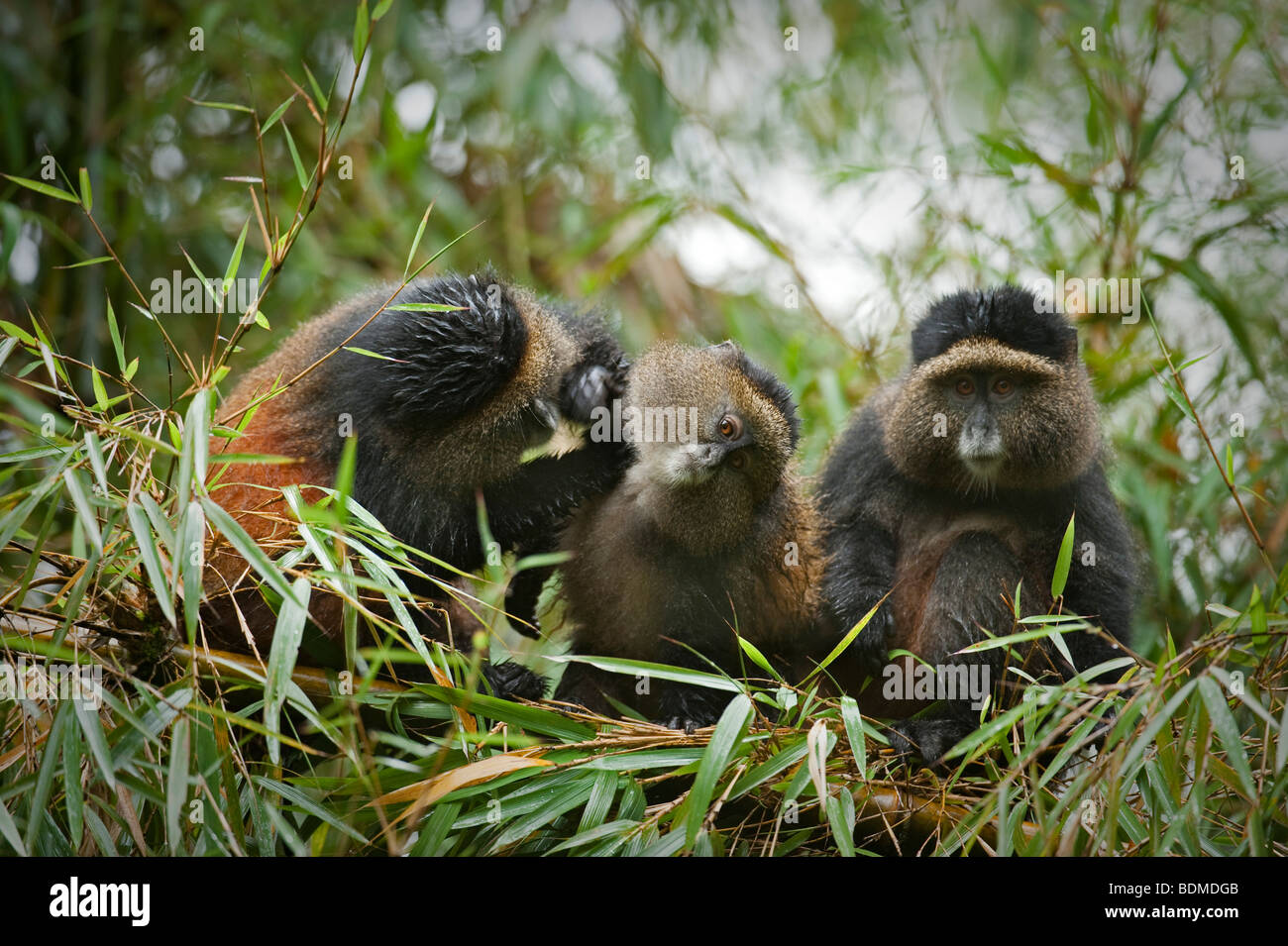 Golden monkey, Cercopithecus kandti, Volcanoes National Park, Rwanda ...
