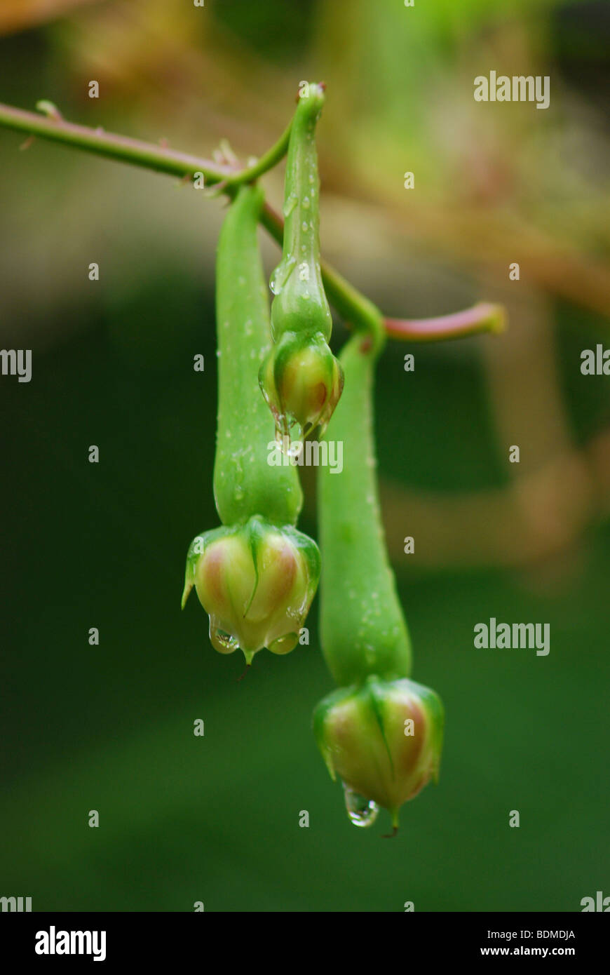 Brinjal hi-res stock photography and images - Alamy