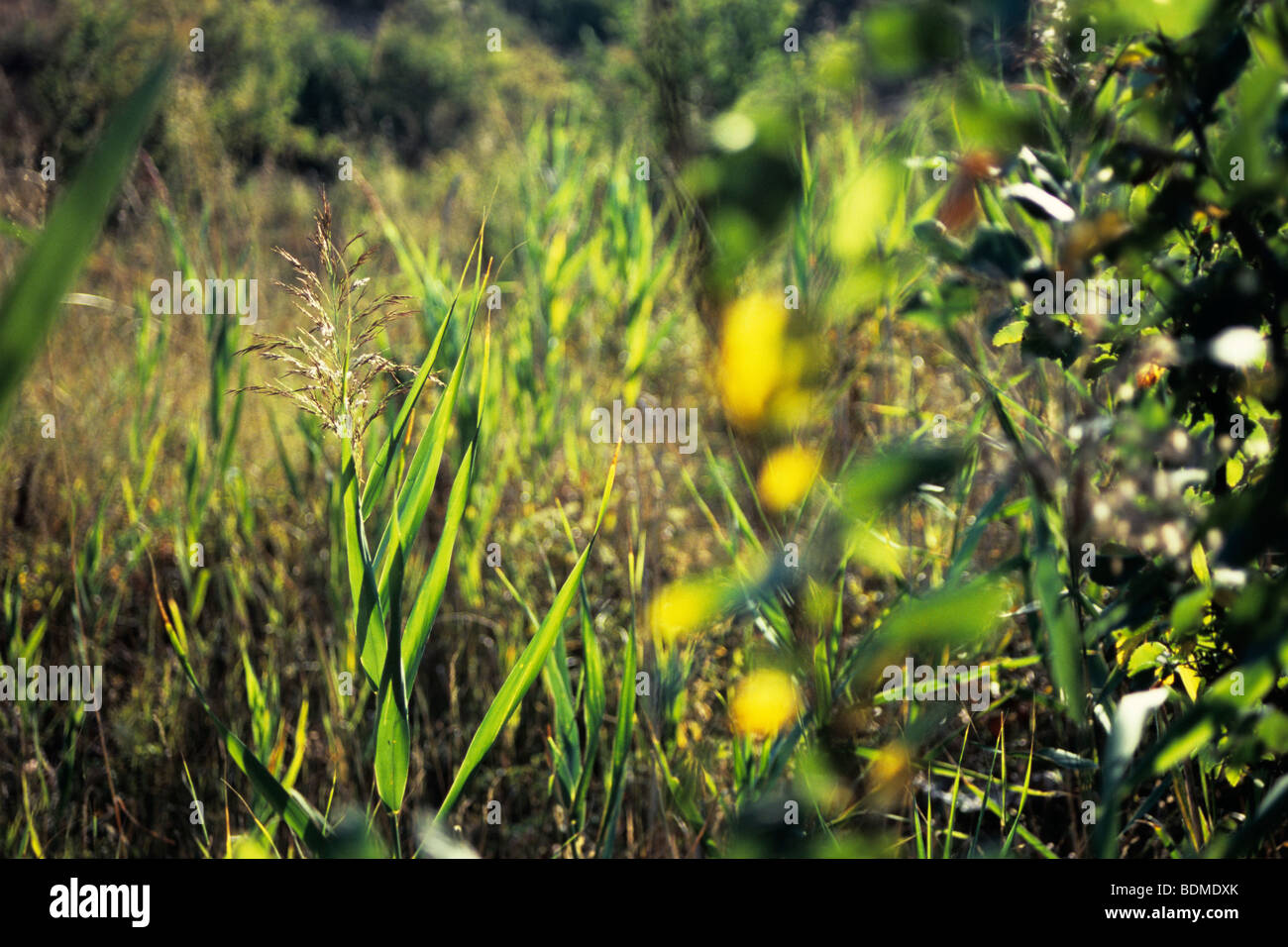 background with beautiful, colored plants in countryside Europe Stock ...