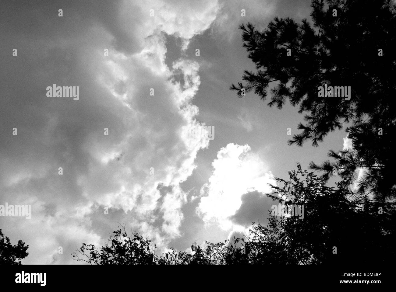 CLOUDY SKY AND TREES Stock Photo - Alamy