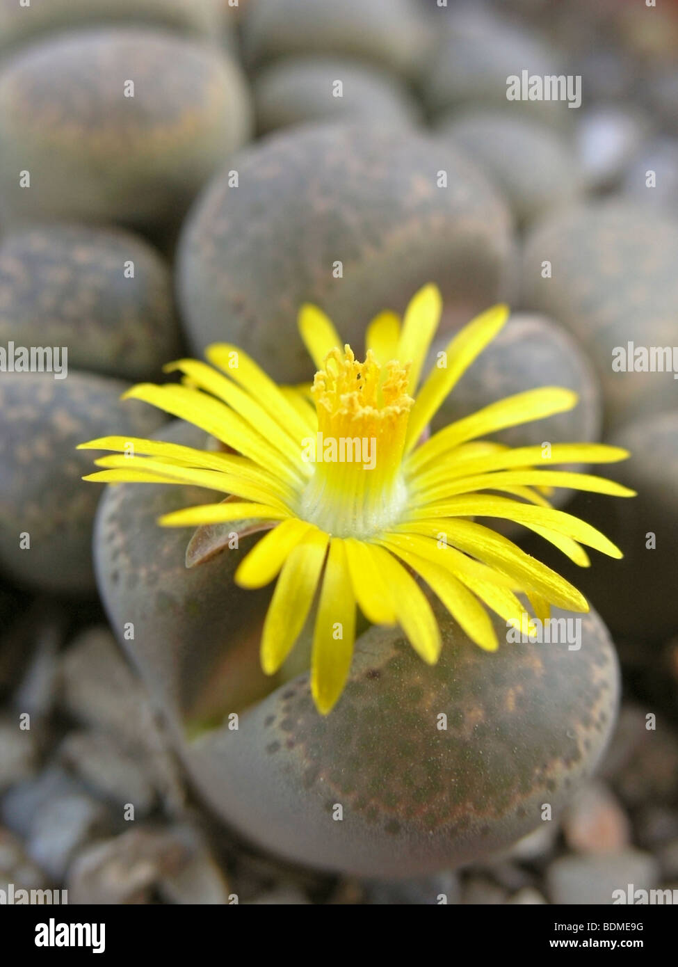 Living or flowering stones lithops sp hi-res stock photography and ...