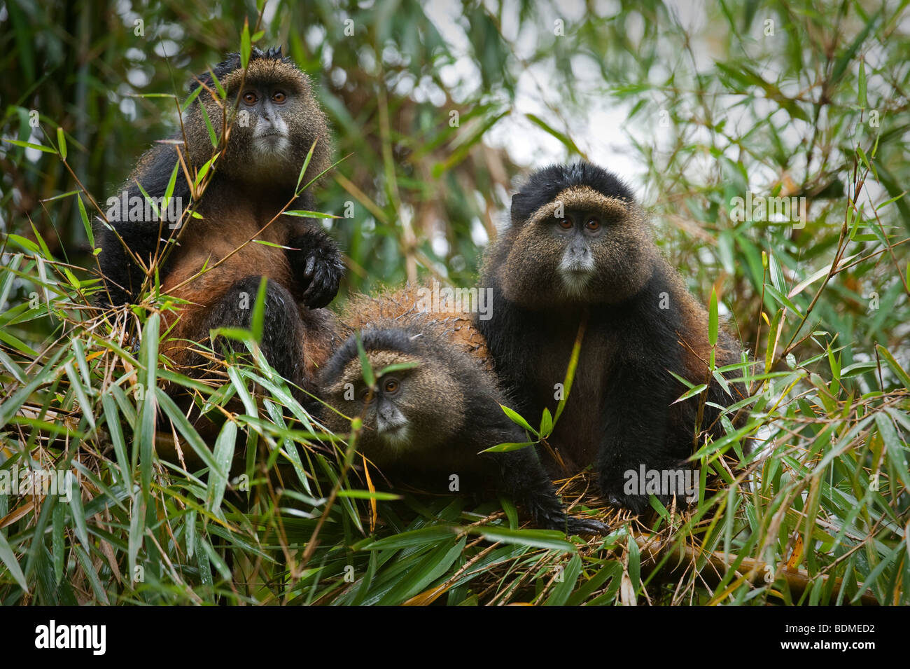 Golden monkey, Cercopithecus kandti, Volcanoes National Park, Rwanda ...