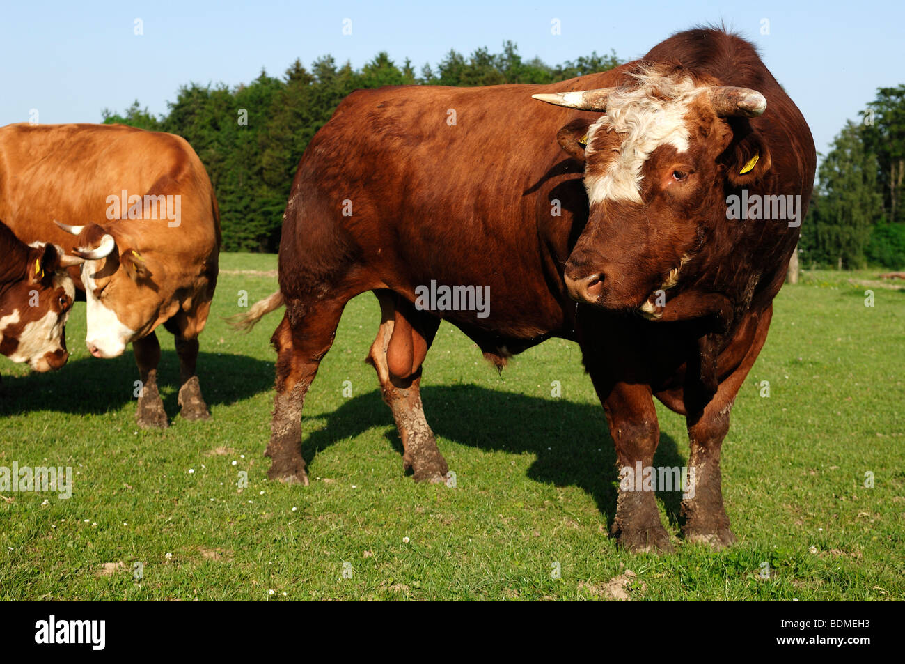 Simmental bull hi-res stock photography and images - Alamy