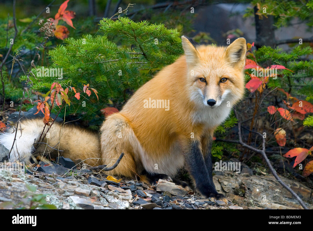 Red Fox (Vulpes vulpes), North America, by Dominique Braud/Dembinsky ...