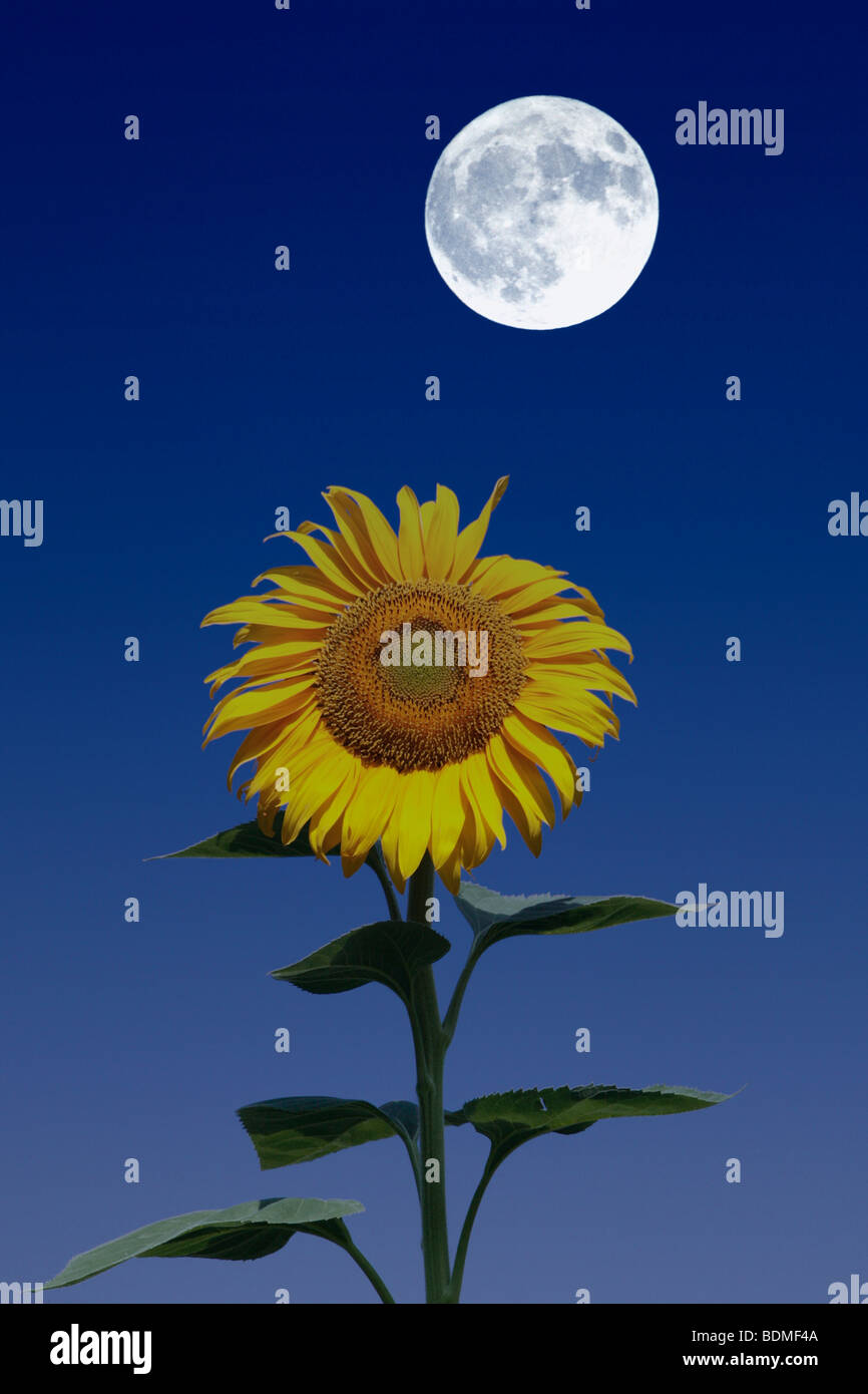 Sunflower and moon Helianthus annuus Stock Photo - Alamy