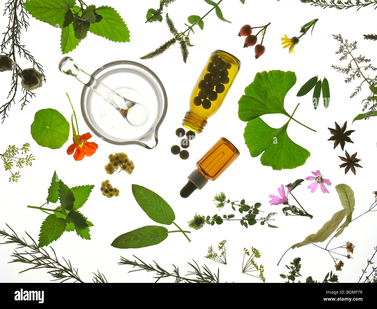 Ginkgo leaf capsules extract hi-res stock photography and images - Alamy