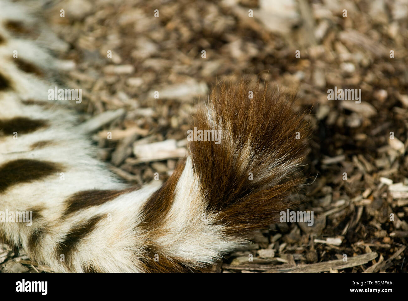 Tail tip hi-res stock photography and images - Alamy