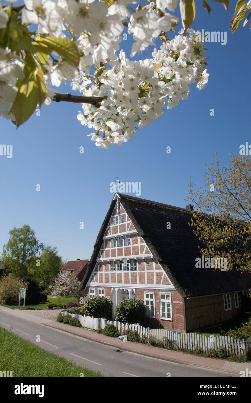 Characteristic Altlaender farmhouse, cherry blossom, Altes Land region ...